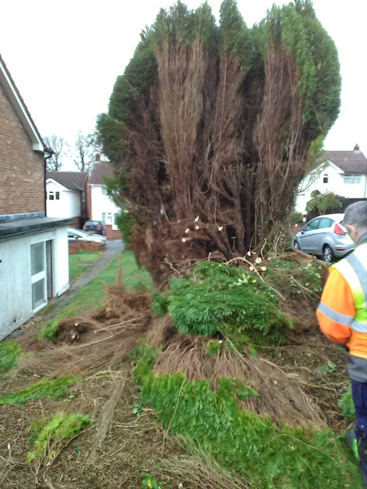 Same Day Waste - Green Waste / Trees